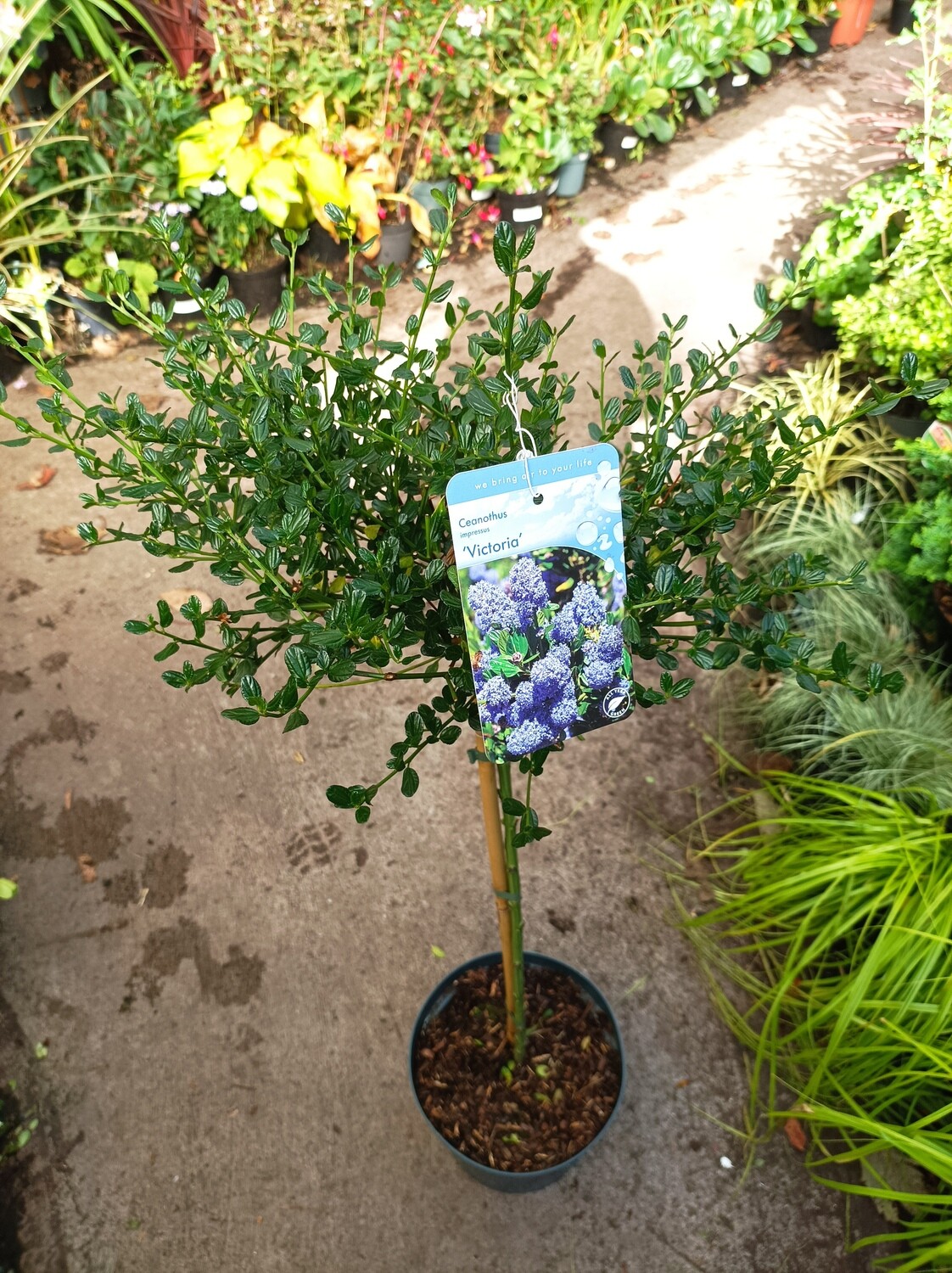 Ceanothus - - Californian Lilac - Mini Weeping Tree MINI EVERGREEN TREE ...