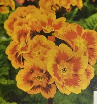 Primula