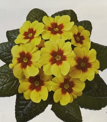 Primula