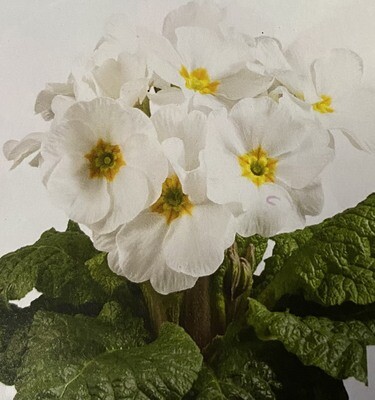 Primula