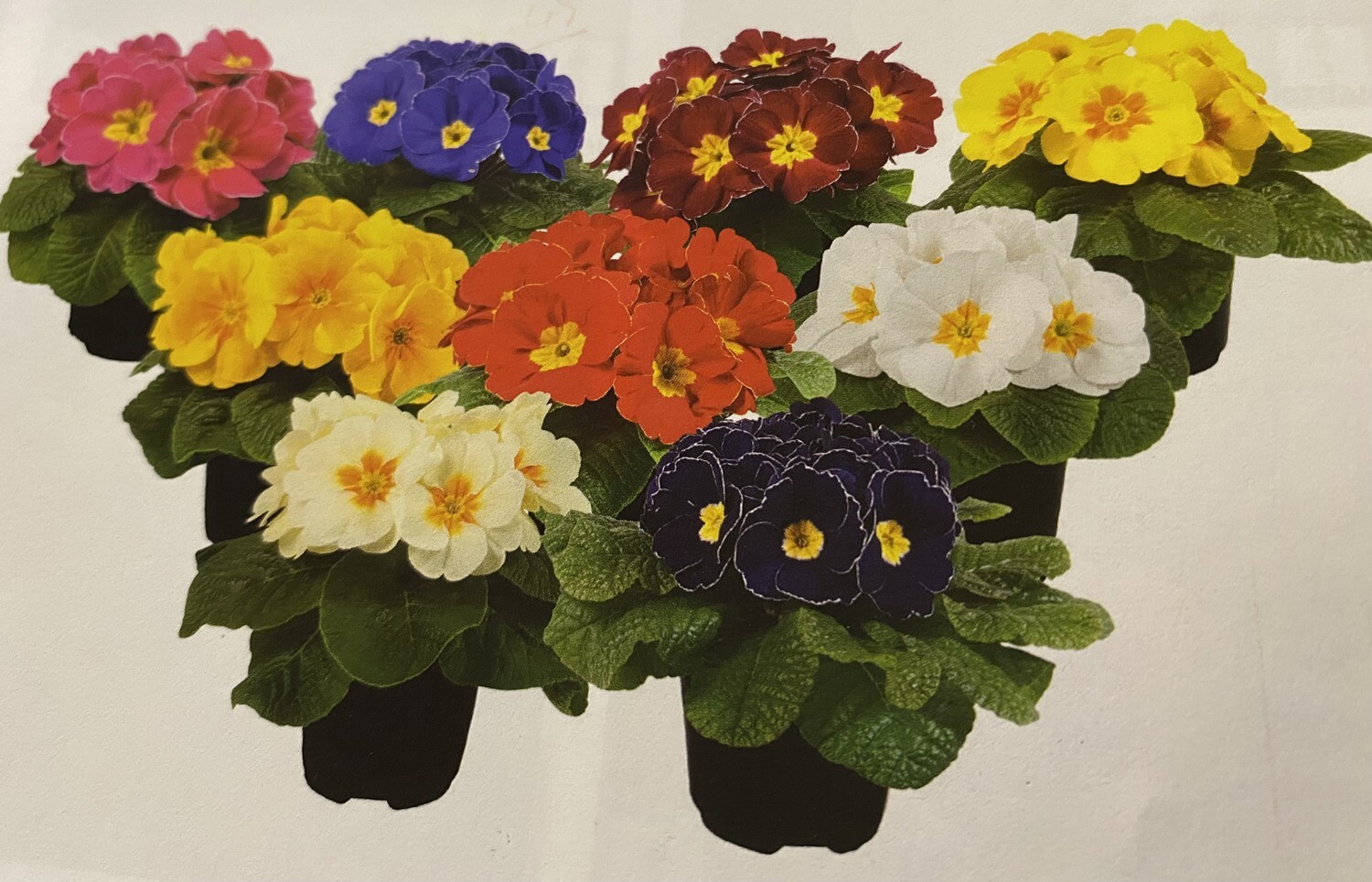 PRIMULA PARADISO LATE MIX F1