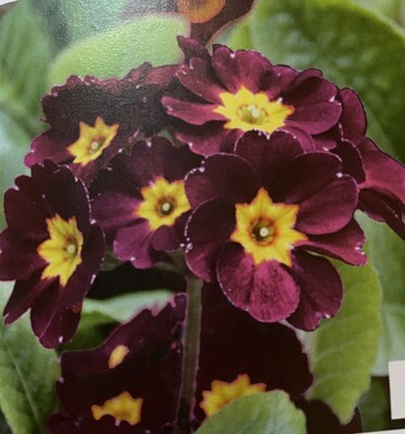 Primula