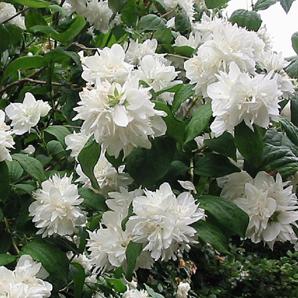 Philadelphus - Minnesota Snowflake - Mock Orange