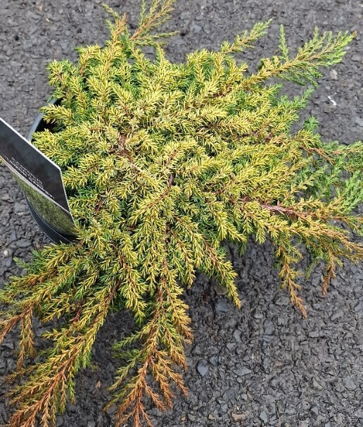 Juniper 'lemon Carpet'