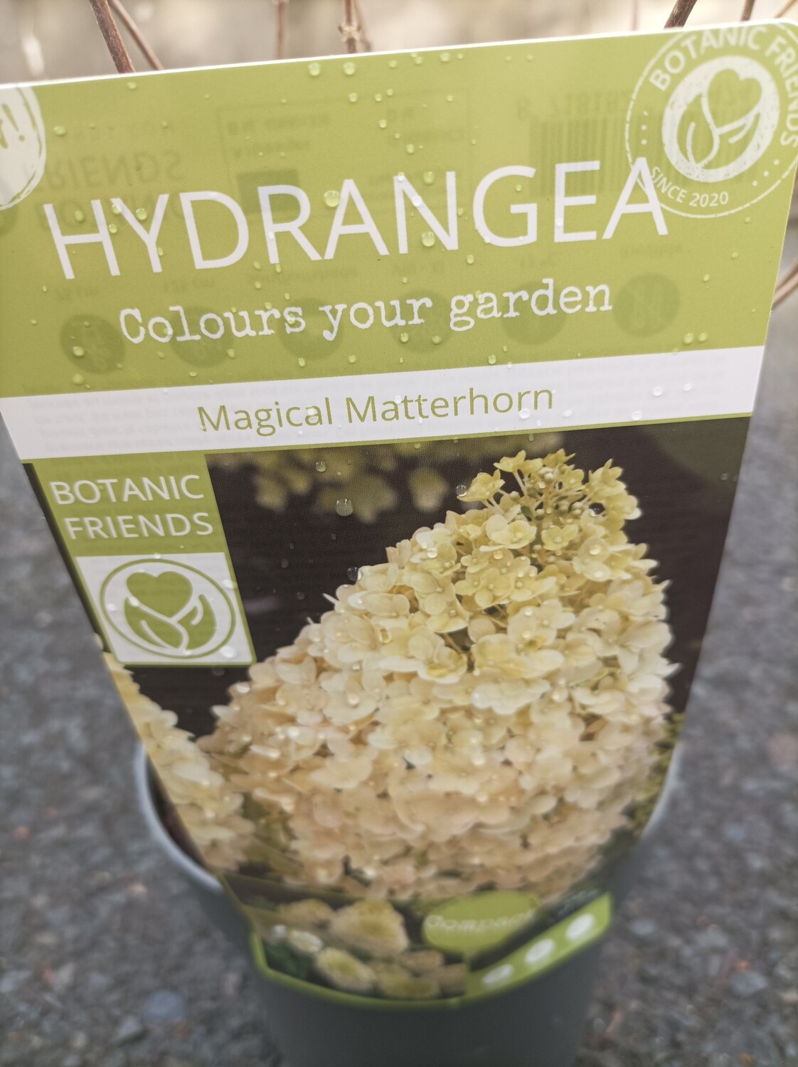 Hydrangea - Magical Matterhorn flower non stop for months with enormous ...