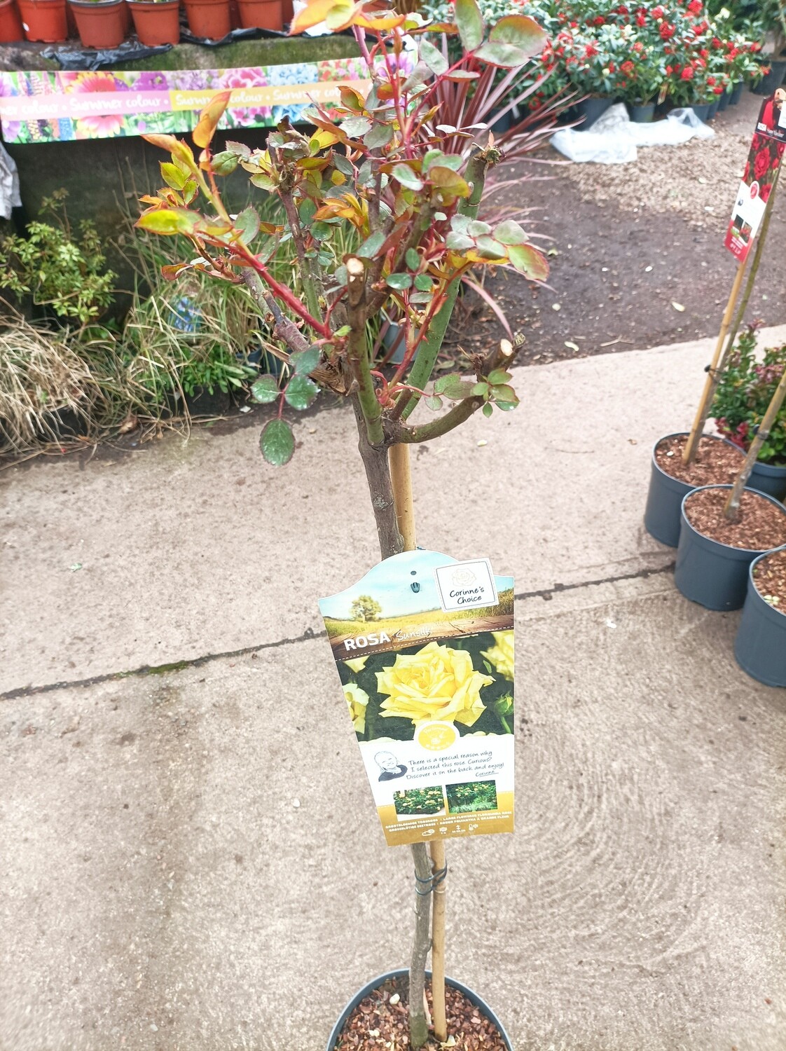 Standard Rose - SunSilk STANDARD TREE ROSE ON A STEM . Fragrant Yellow ...