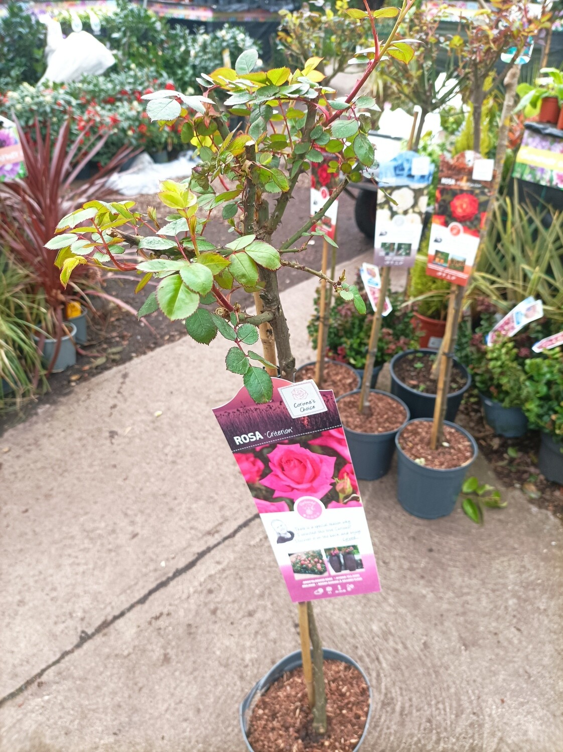 Standard Rose - Criterion STANDARD TREE ROSE ON A STEM ..Fragrant Pink ...