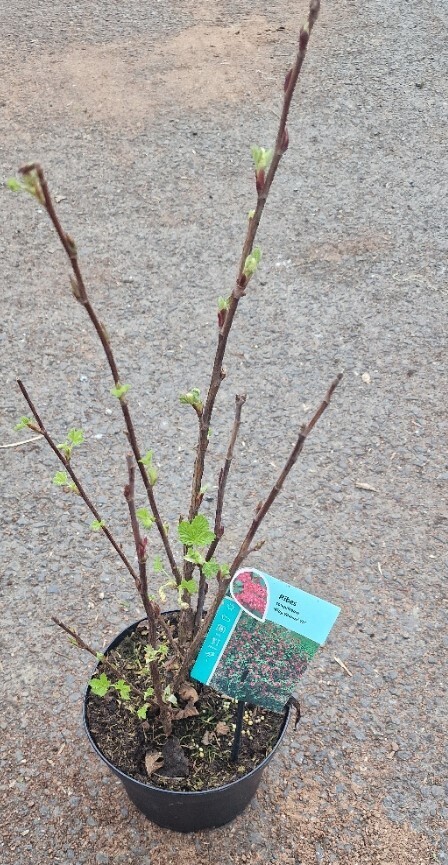 Pergola Nurseries Garden Corner “A gardeners oasis of quality plants.