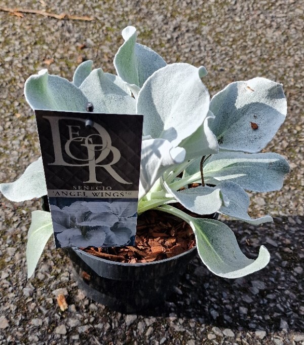 Senecio 'Angel Wings'