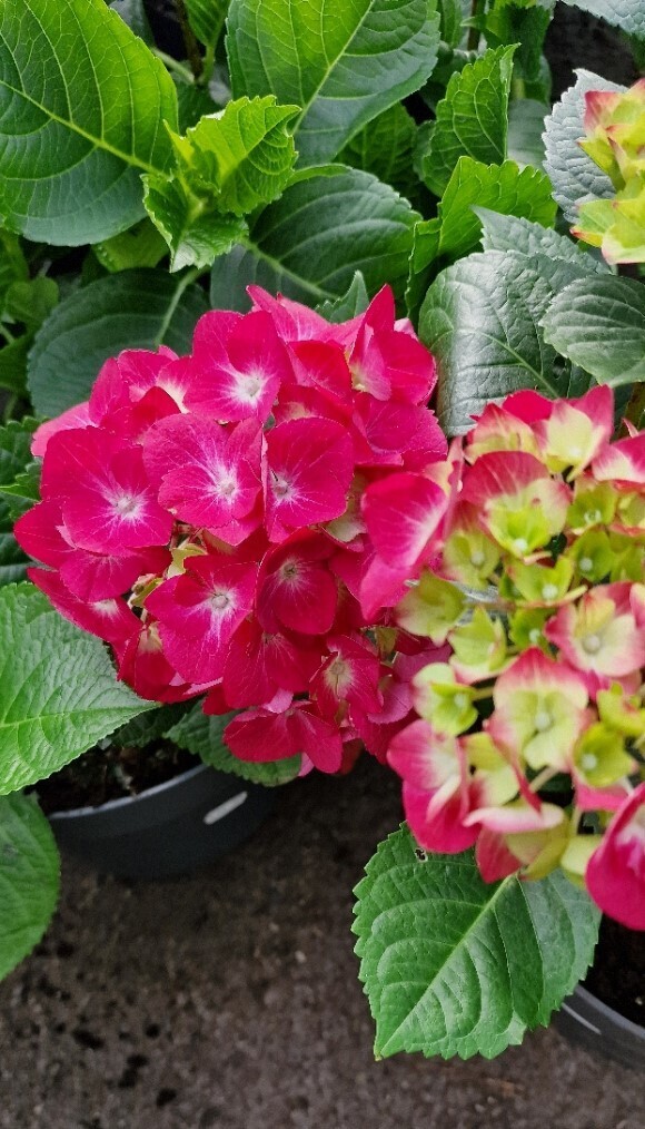 HYDRANGEA - RED Hardy Mophead Hydrangea