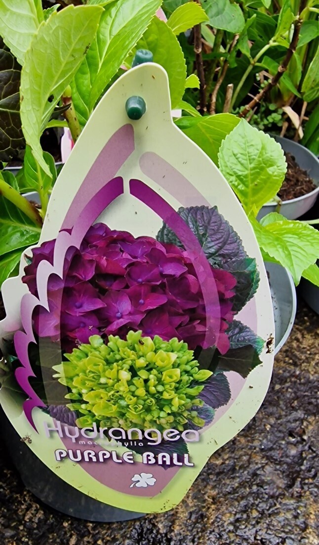 Hydrangea- ''PURPLE BALL''