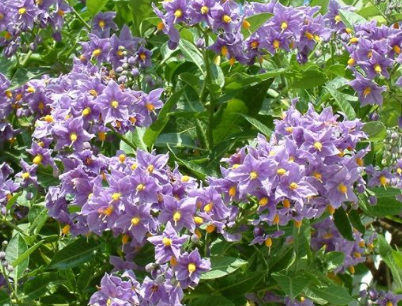 Blue Potato Vine (Potato Tree) - Solanum Glasnevin