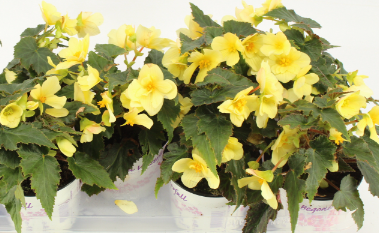Begonia beauvilia LEMON