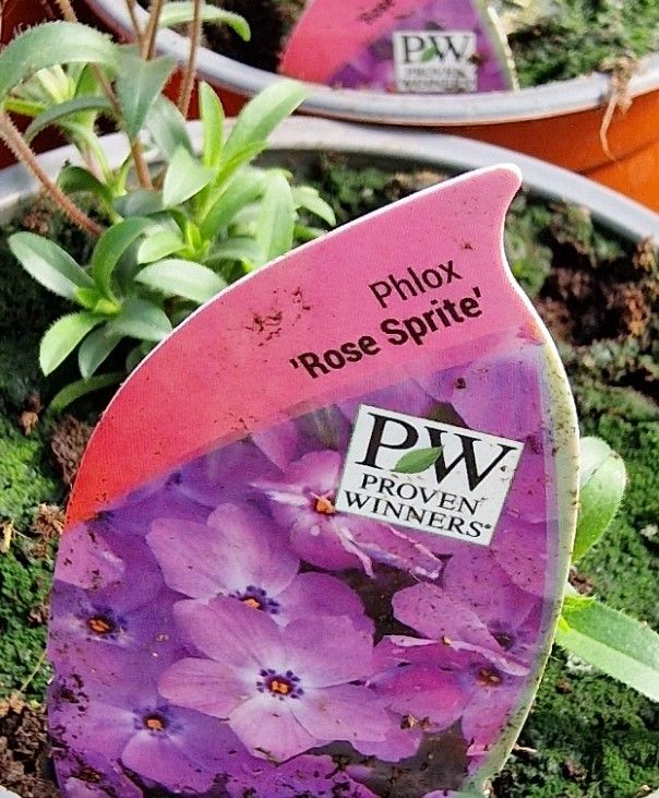 Phlox ROSE SPRITE ..a carpet plant that thrives with very little care ...