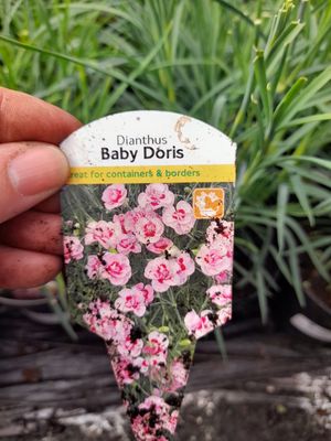 DIY Pot Combos - Create a colourful container yourself