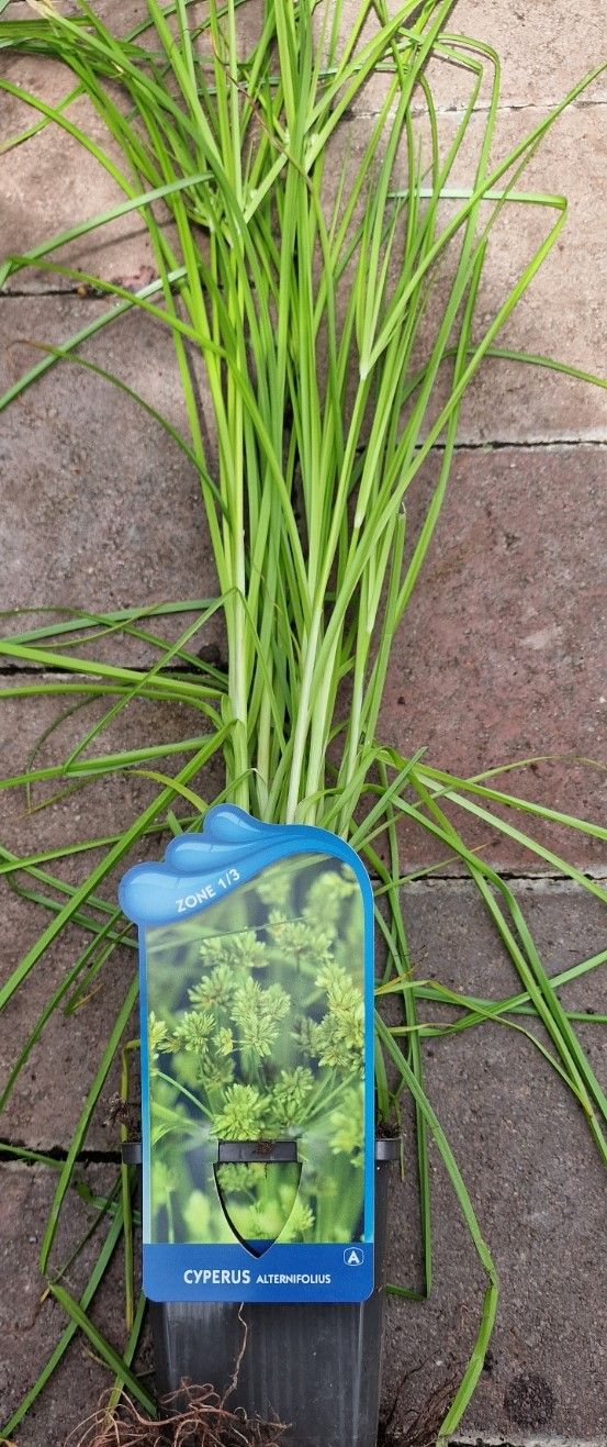 Cyperus alternifolius, the umbrella papyrus, umbrella sedge or umbrella ...