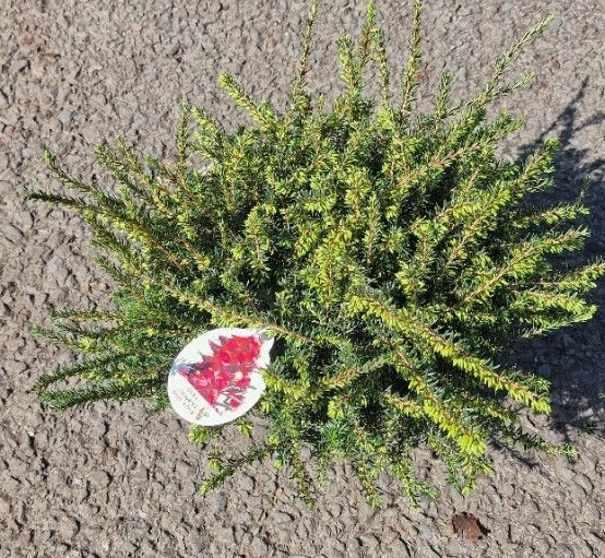 CARPET HEATHER “Kramers Red “ Flowers in winter and early spring. Plant ...