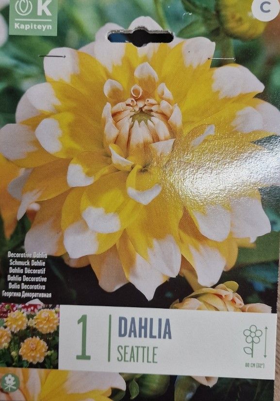 Dahlia- Seattle