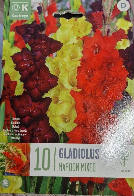 10 Gladiolus/ Gladioli 'Maroon mix'