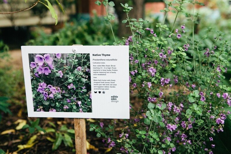 Bush food plant ID signs, Pack of 5 + bonus sign