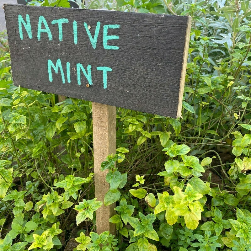 Native river mint (Mentha australis) choc. mint flavour