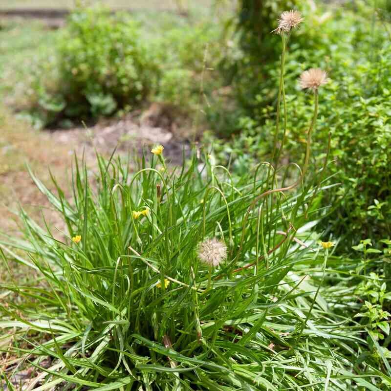 Plants
