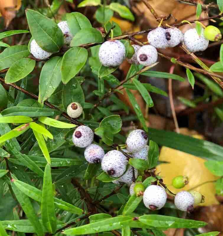 Plants