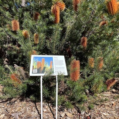 Bush food plant ID signs