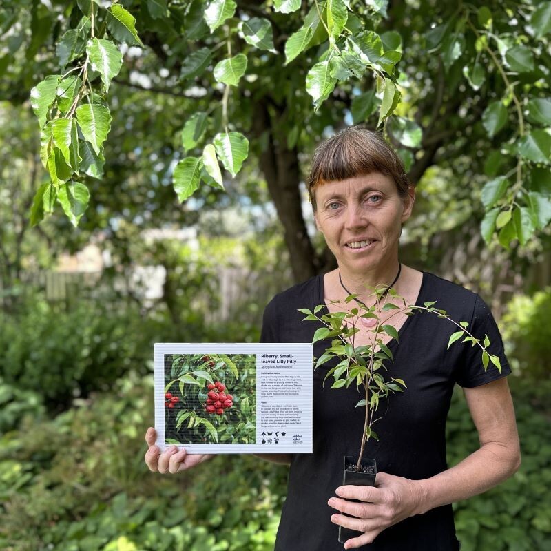 Riberry, Lilly pilly (Syzygium luehmannii) - Edible Eden Design - Store