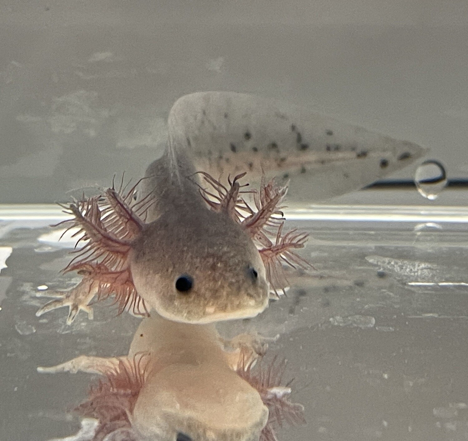 Melanoid Axolotl