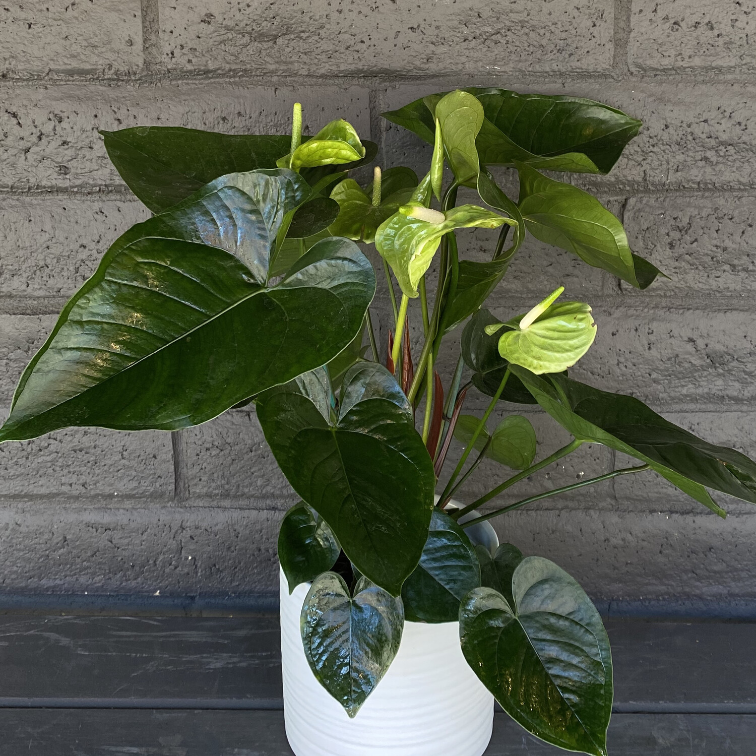 ANTHURIUM: GREEN