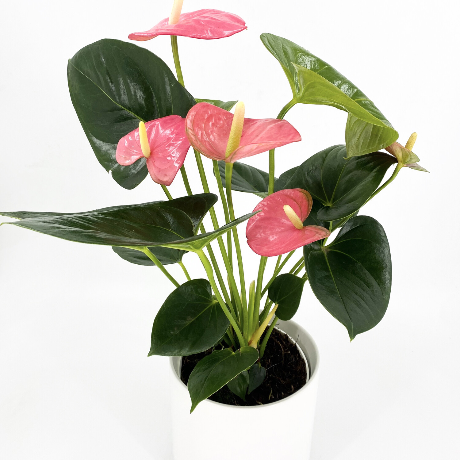 ANTHURIUM: PINK