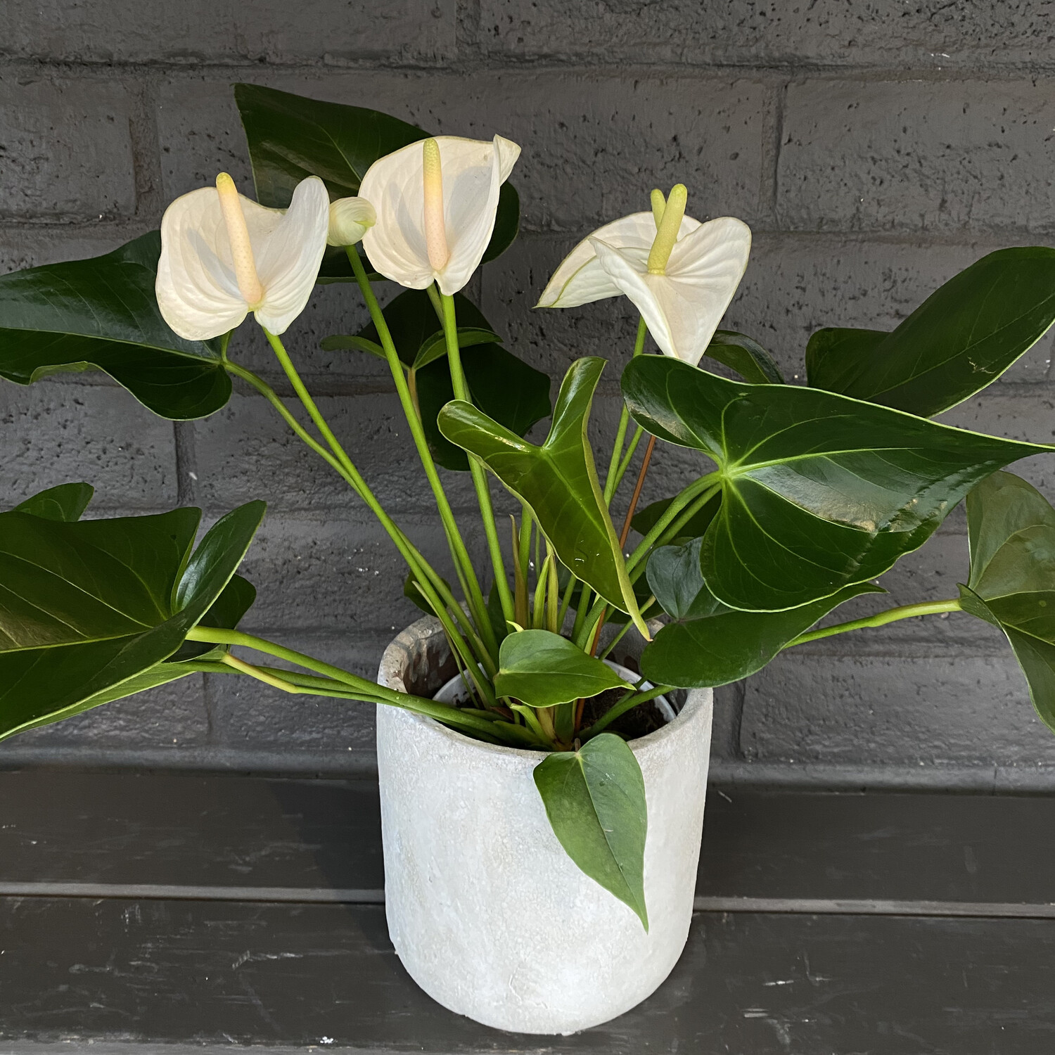 ANTHURIUM: WHITE