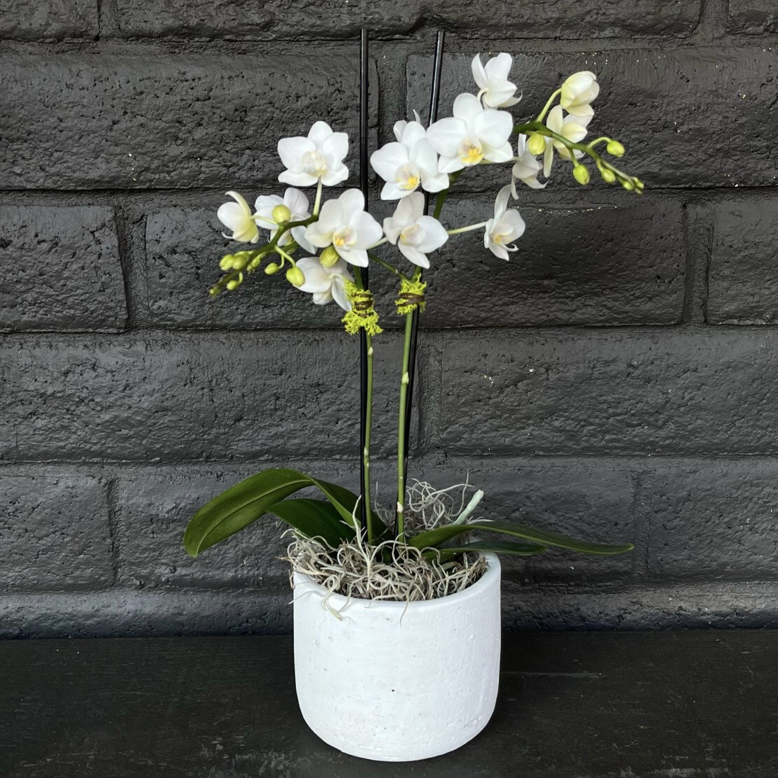 MINI PHALAENOPSIS ORCHID: WHITE