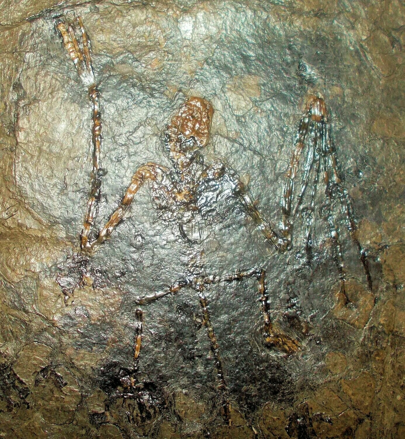 Messel Pit Vertebrates