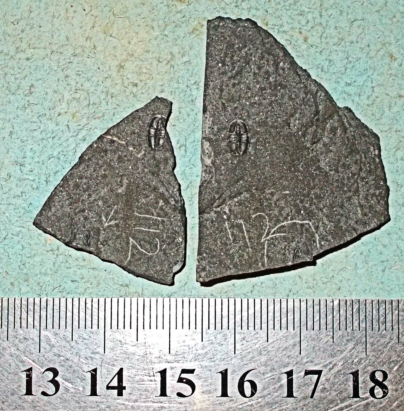 Rare and fine complete Pagetia bootes and Peronopsis montis positive ...