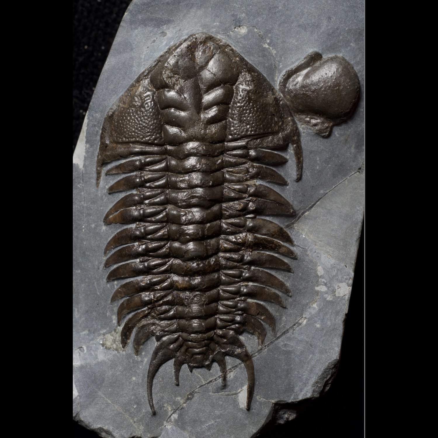 Trilobites