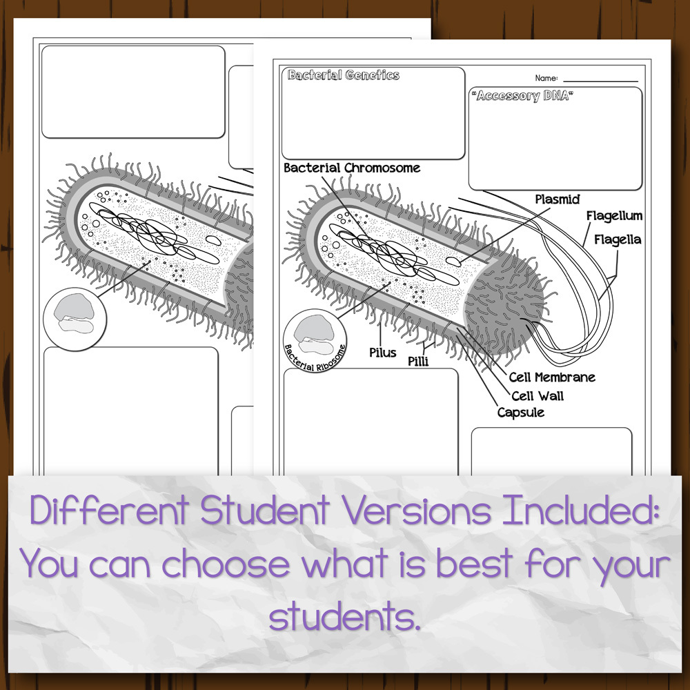 Bacteria Diagram Worksheet