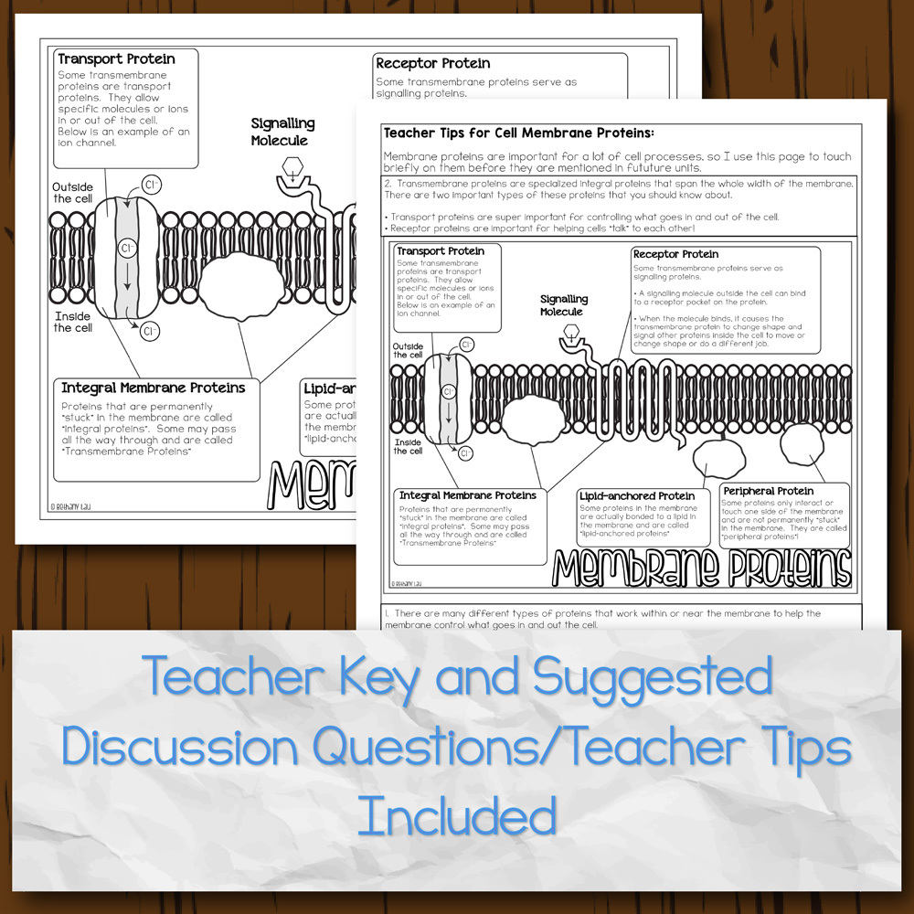 Cell Membrane Diagram Worksheet