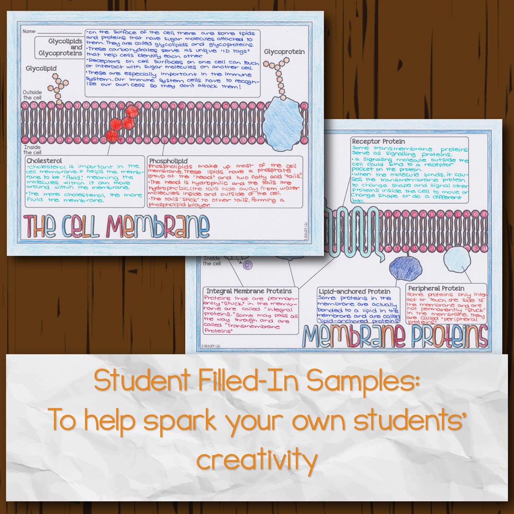 Cell Membrane Structure And Function Worksheet