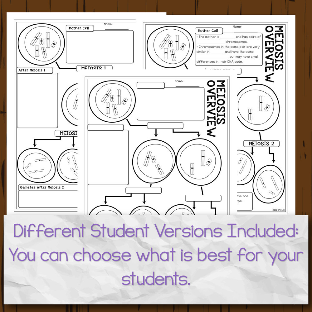 Blank Meiosis Diagram