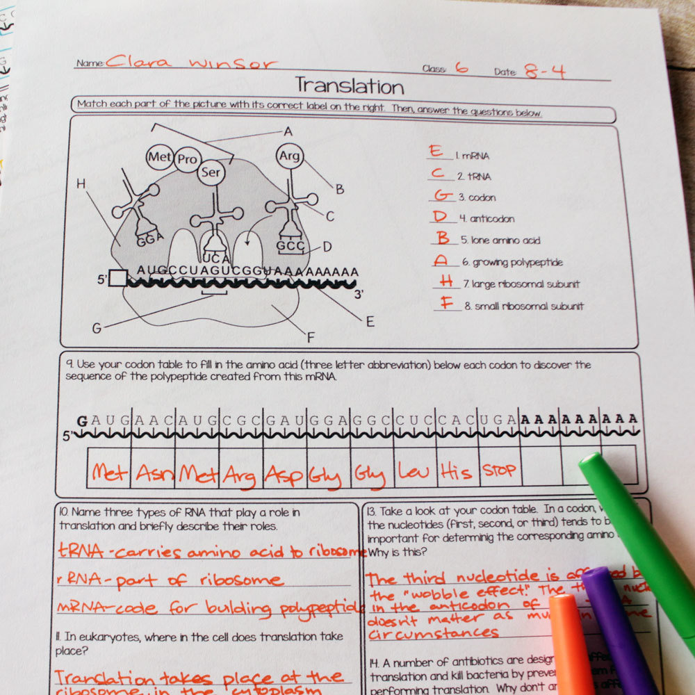 Unit 7: Protein Synthesis Resources | Store - Science and Math with Mrs ...