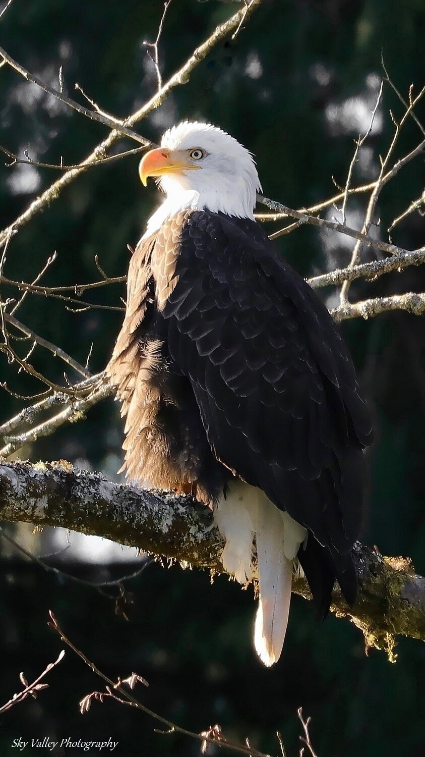 11x14 Bald Eagle Print.