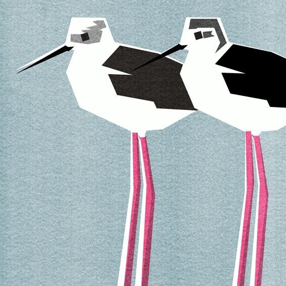 Chris McColl Black-winged Stilts Print/Greetings Card