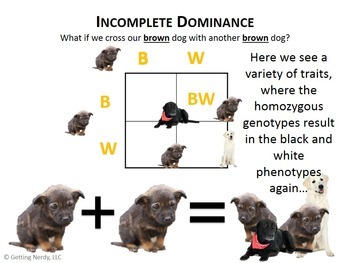 Incomplete Dominance In Dogs
