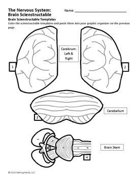 Nervous System Coloring Page