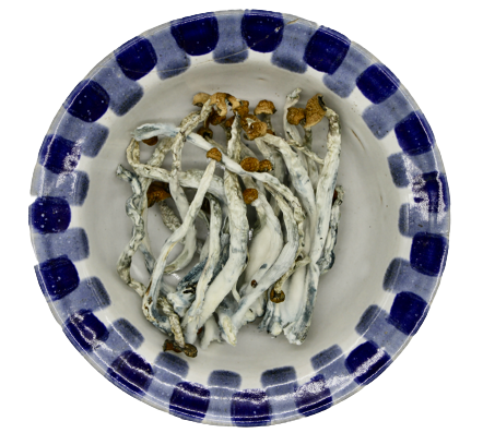 Blue Goba | Teonanacatl Magic Mushrooms | Buy in Canada
