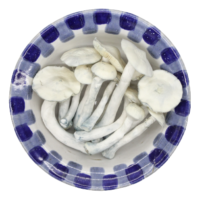Blue Goba | True Albino Teacher Mushrooms | Premium Lyophilized
