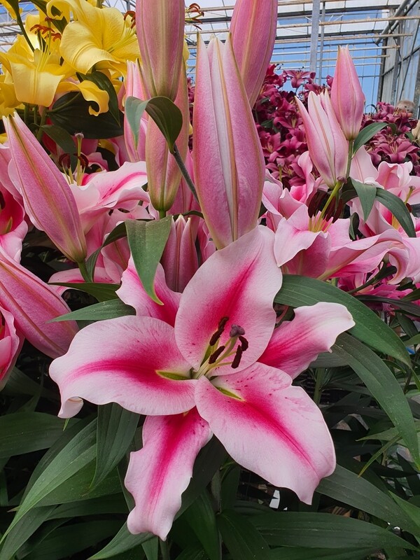 CRIN IMPERIAL - FRONTERA - Pachet 3 bulbi