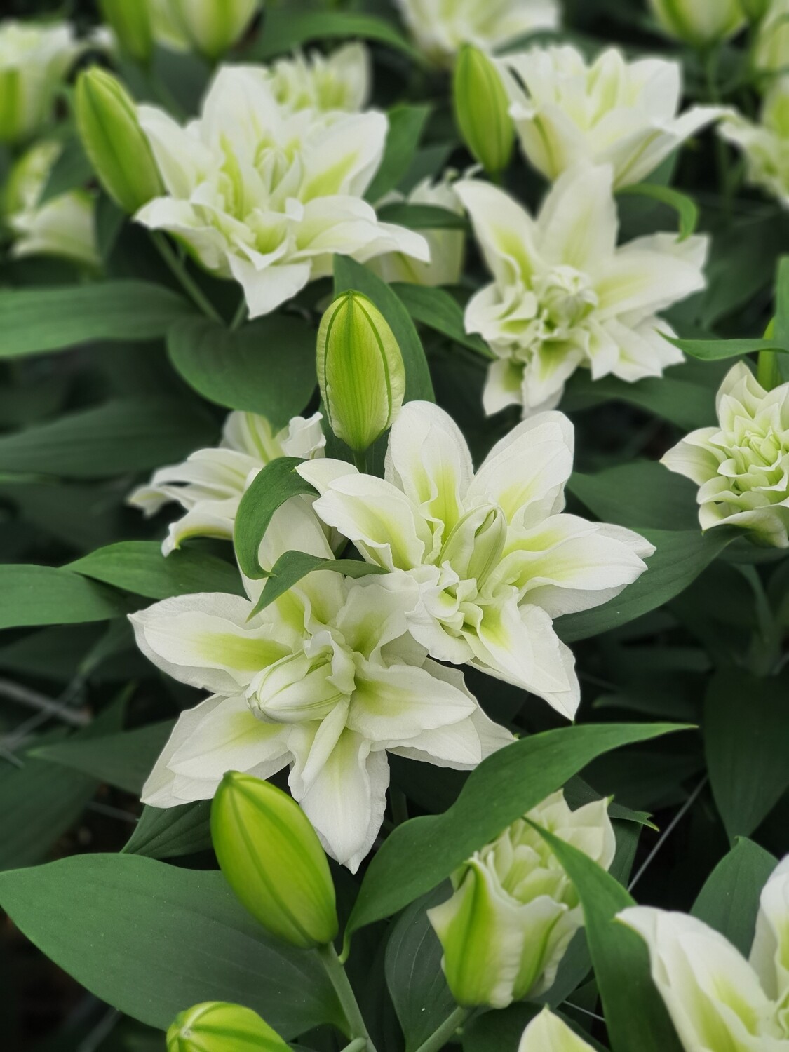 CRIN REGAL HUMBER - Pachet 3 bulbi